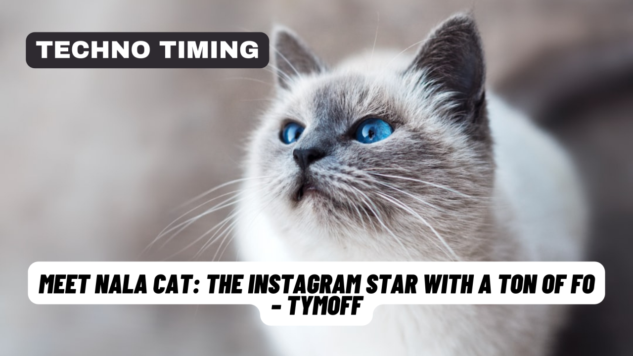 Meet Nala Cat: The Instagram Star With A Ton Of Fo - Tymoff - Gen Pro Media